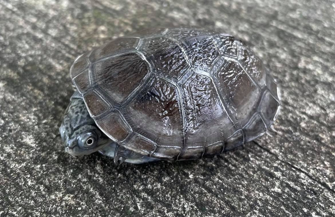 Albino Chinese Softshell Turtle for Sale | Snakes at Sunset
