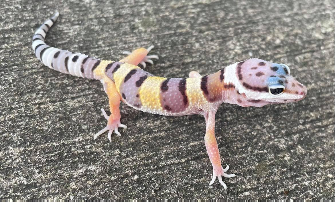 Leopard Gecko for sale | Snakes at Sunset