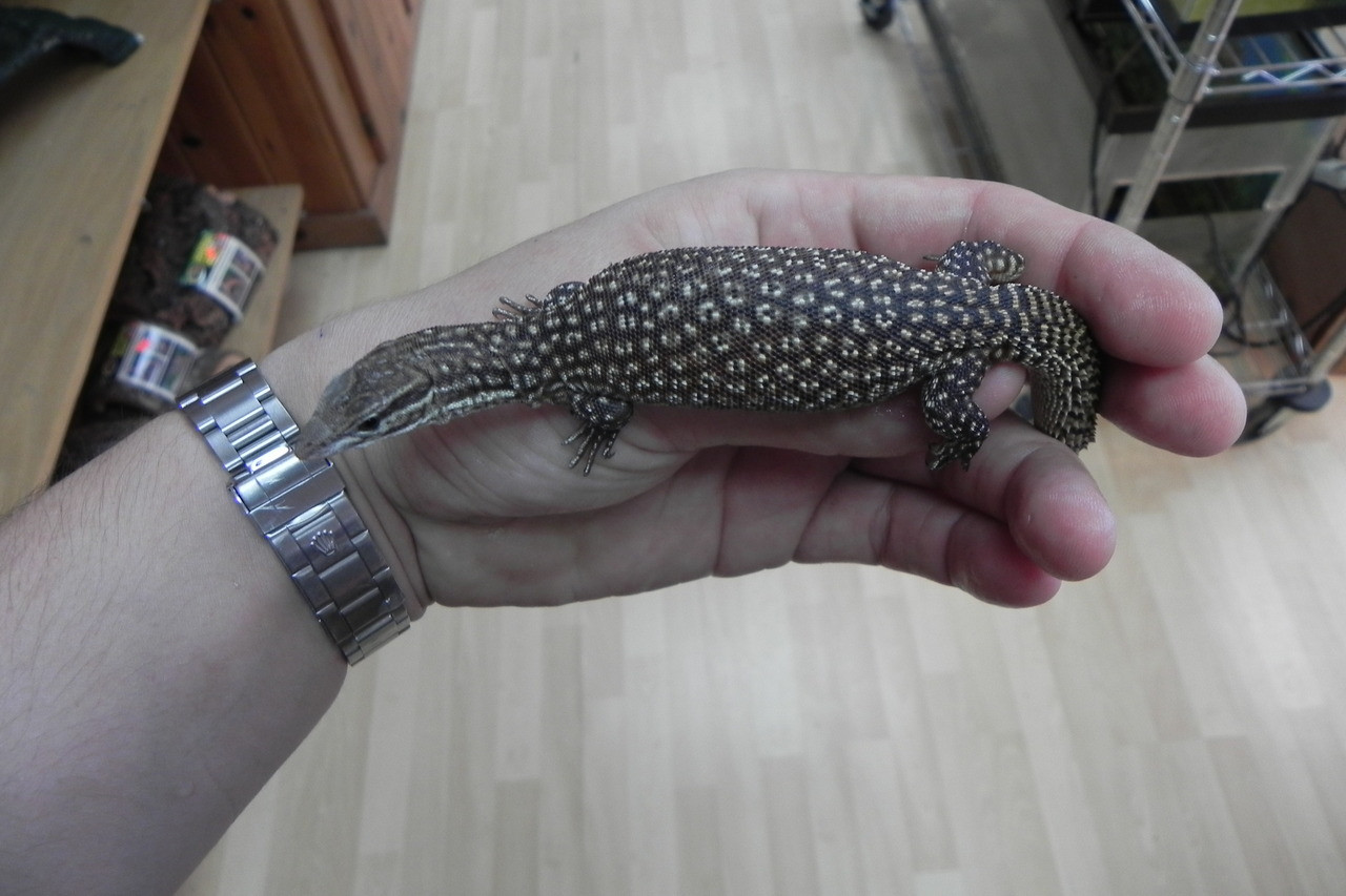 Red Ackie Monitors for sale | Snakes at Sunset