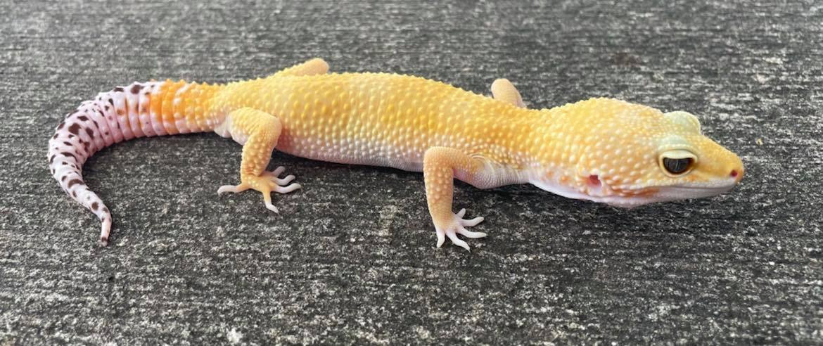 Super Snow Leopard Geckos for sale at Snakes at Sunset
