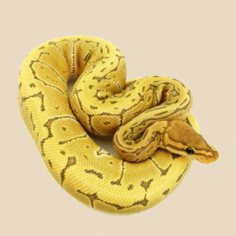 Butter Ghost Ball Pythons for sale | Snakes at Sunset