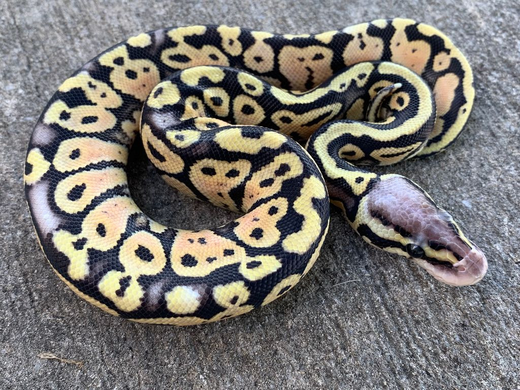 Pastel Yellow Belly Ball Python for sale | Snakes at Sunset
