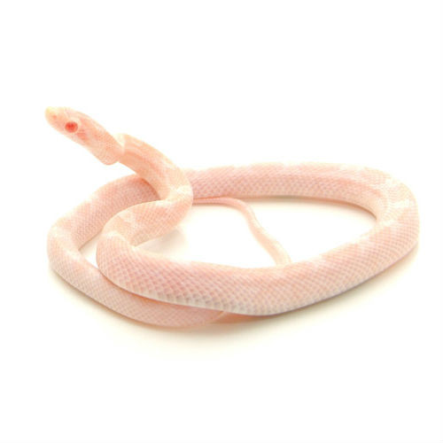 Coral Snow Corn Snakes for sale | Snakes at Sunset