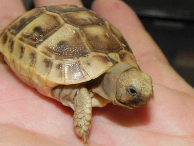 Baby Golden Greek Tortoises for sale