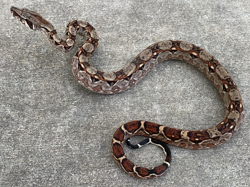 Suriname Red Tail Boas for sale