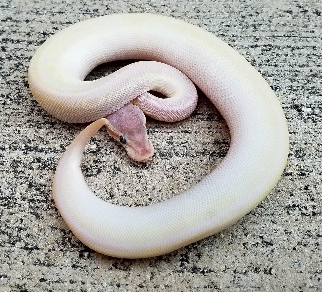 Super Mojave Ball Pythons for sale | Snakes at Sunset
