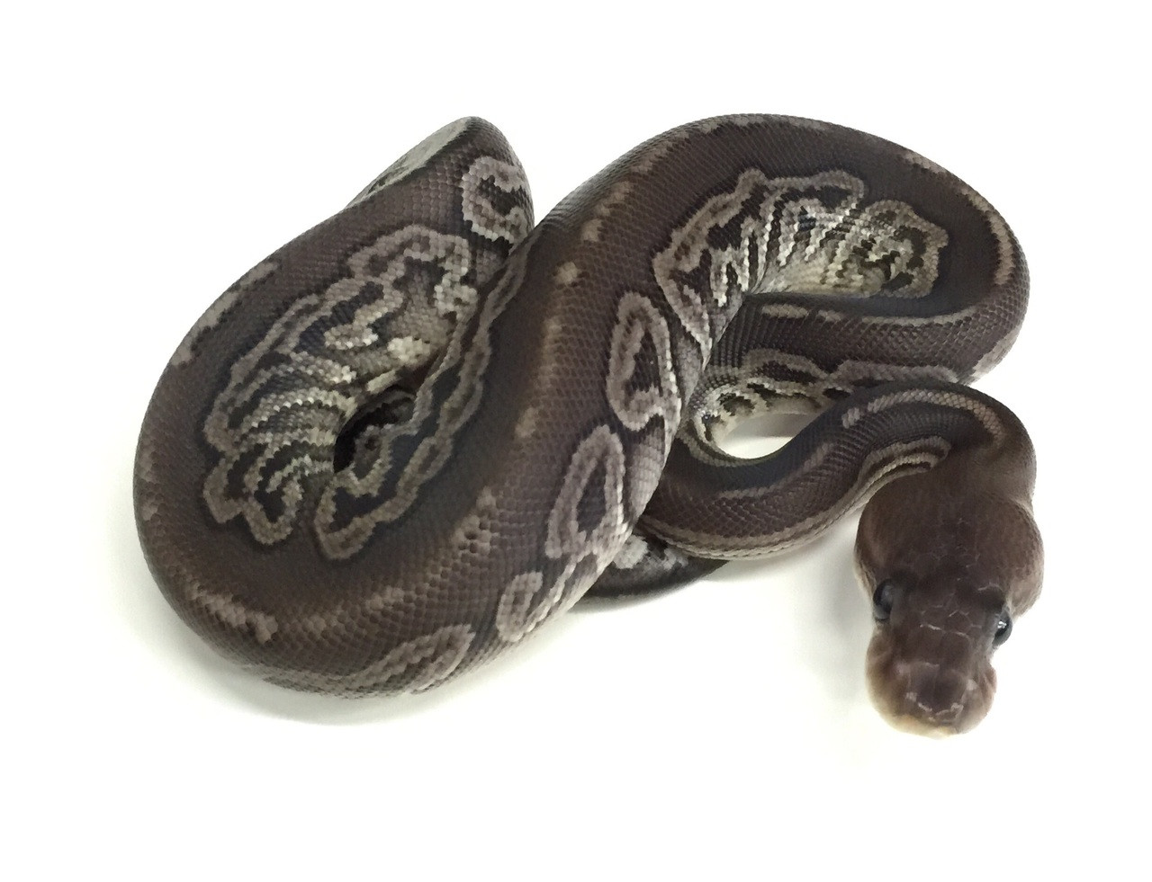 Gargoyle Ball Pythons for sale | Snakes at Sunset