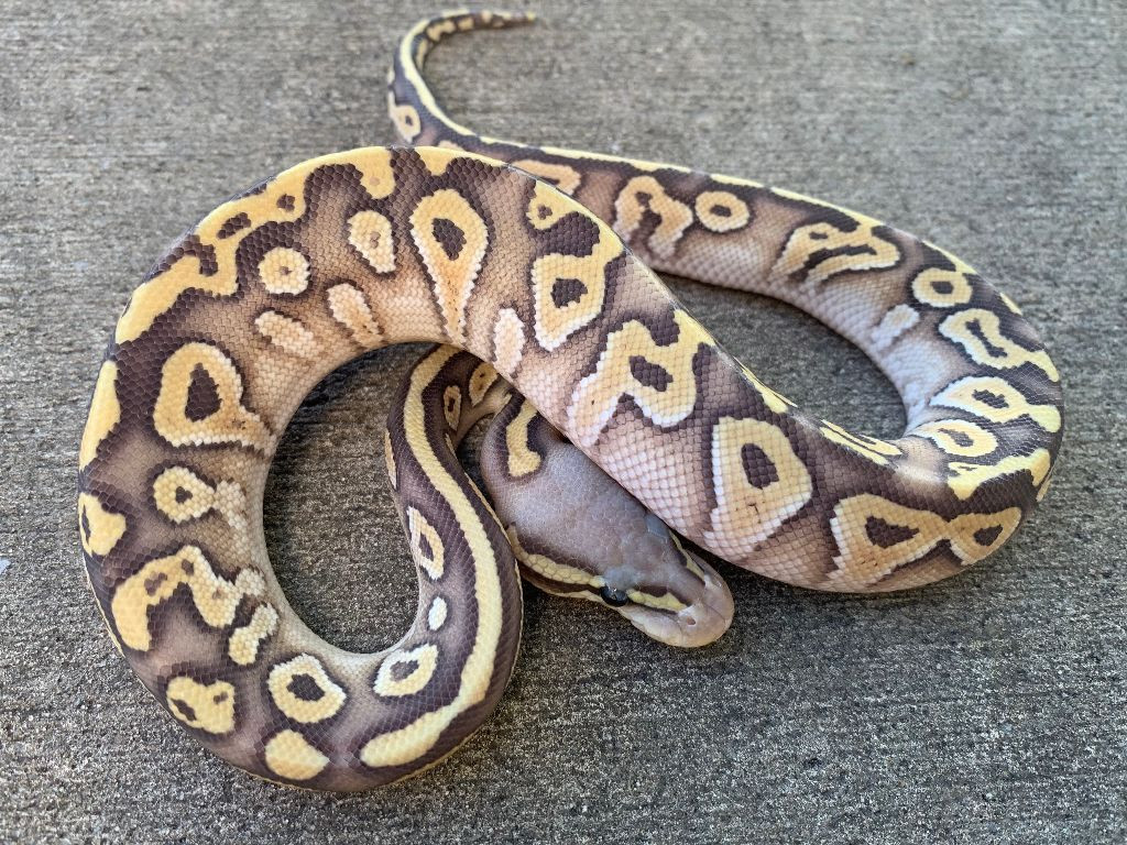 Orange Ghost Ball Python for sale