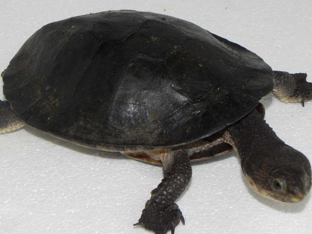 Mata Mata Turtles for sale