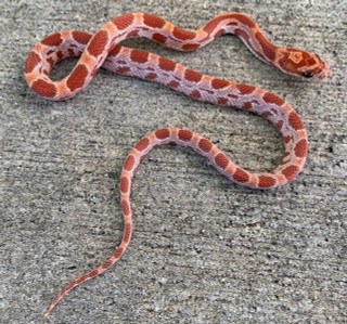 Miami Phase Corn Snakes for sale | Snakes at Sunset