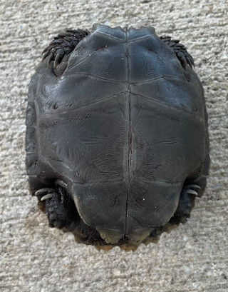 Black Mountain Tortoise for sle