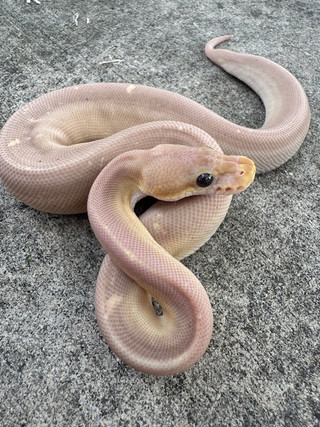 Snakes for Sale | Captive Bred Snakes Online | Snakes at Sunset