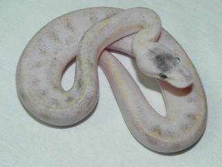 Blue Eye Leucistic Ball Python for sale | Snakes at Sunset
