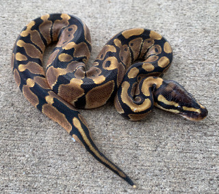 Baby Ball Pythons for sale | Snakes at Sunset