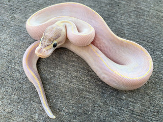 Blue Eye Leucistic Ball Python for sale | Snakes at Sunset