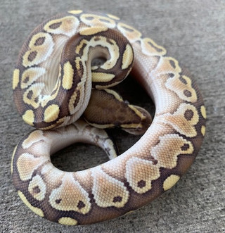 Butter Ball Pythons for sale | Snakes at Sunset