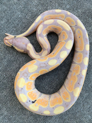Pastel Coral Glow Ball Python for sale | Snakes at Sunset