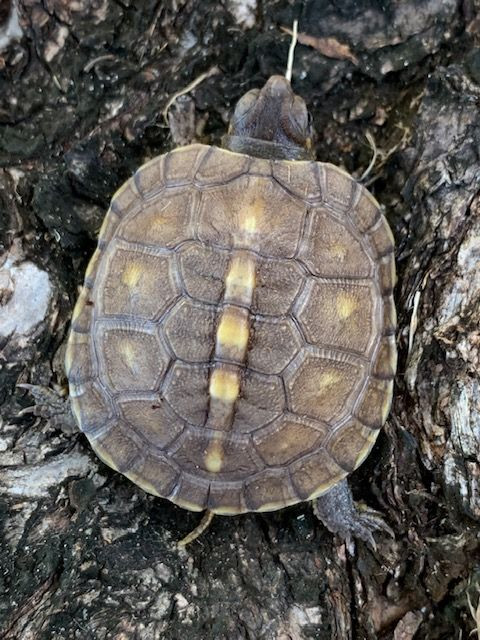 Baby Three Toed Box Turtles for sale | Snakes at Sunset