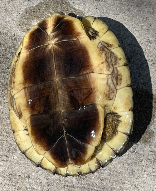 Spot Legged wood turtle for Sale