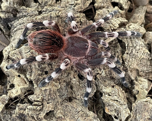 Brazilian White Knee Tarantula (Acanthoscuria geniculata) | Snakes at ...