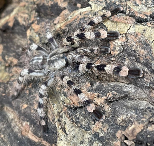 Indian Ornamental Tarantula for sale (Poecilotheria regalia)