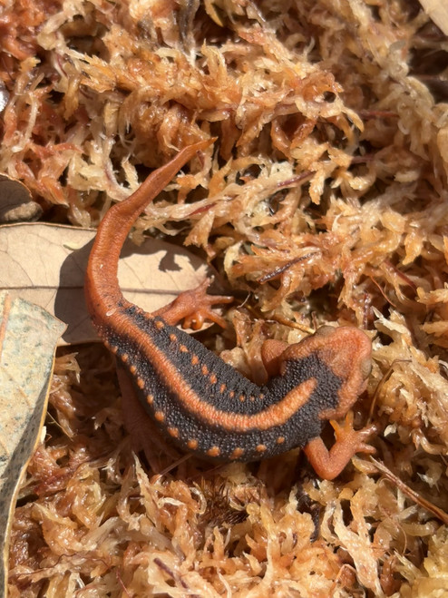 Marbled Newt (Triturus marmoratus) for sale | Snakes at Sunset