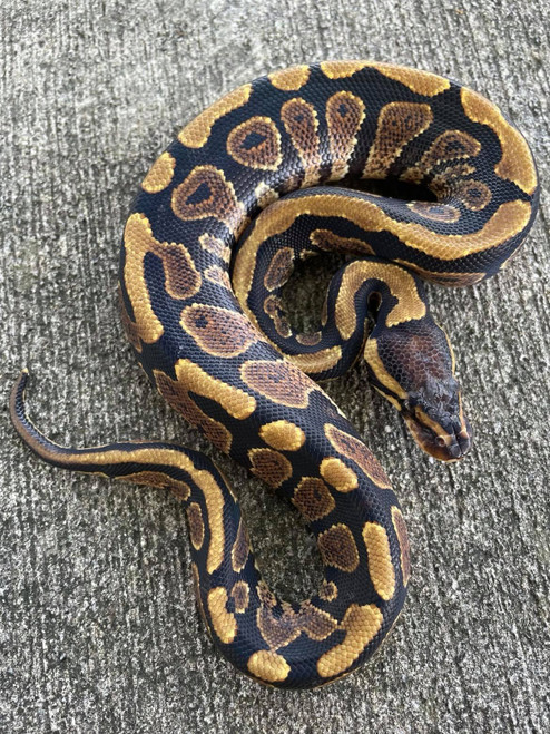black and yellow burmese python