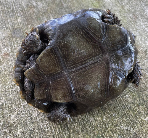 Black Mountain Tortoise for sle