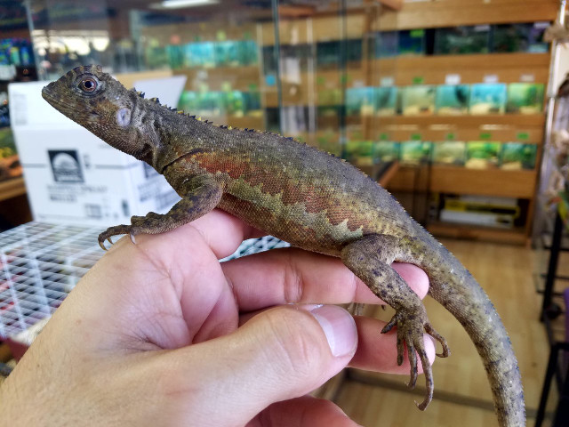 Agamas For Sale