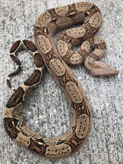 Suriname Red Tail Boas for sale