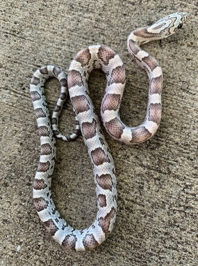 Anery Sunkissed Corn Snakes for sale | Snakes at Sunset