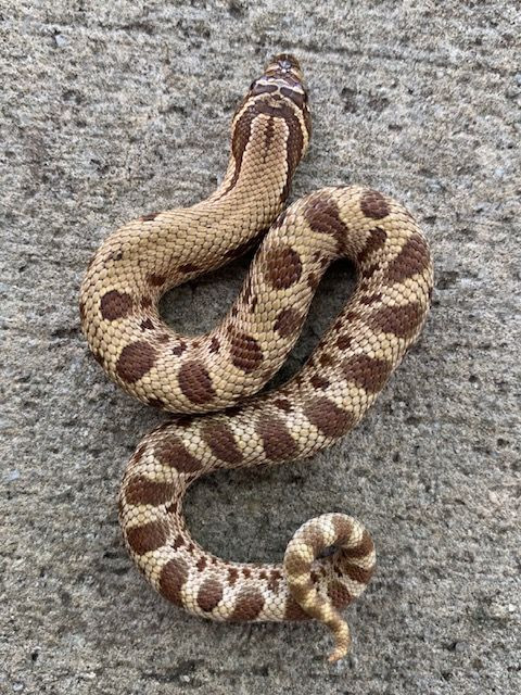 Snow Western Hognose Snake for sale | Snakes at Sunset