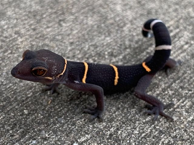 Chinese Cave Gecko for sale | Snakes at Sunset