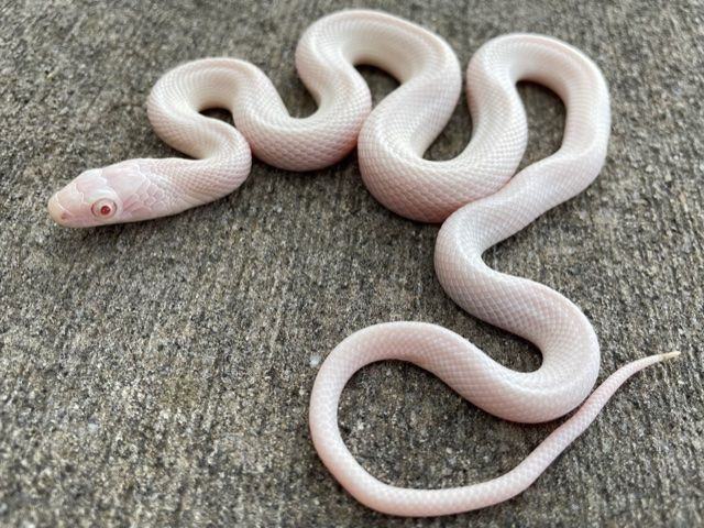 Leucistic Texas Rat Snakes for sale | Snakes at Sunset