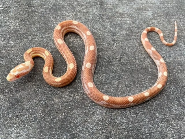 Butter Corn Snakes for sale | Snakes at Sunset