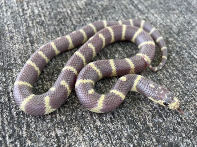 Kingsnakes For Sale | Snakes at Sunset