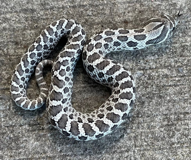Axanthic Western Hognose Snake for sale | Snakes at Sunset