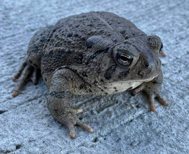 Toads for Sale | Captive Bred Toad Species Available