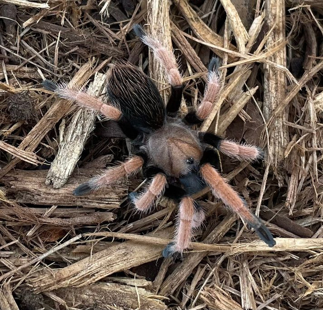 Mexican Blood Leg Tarantula for sale | Snakes at Sunset