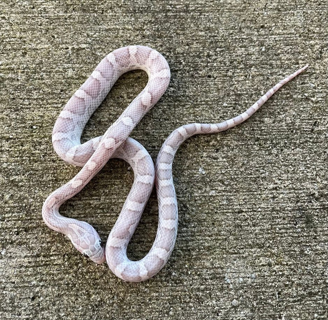 Snakes For Sale | View our Snakes | Snakes at Sunset