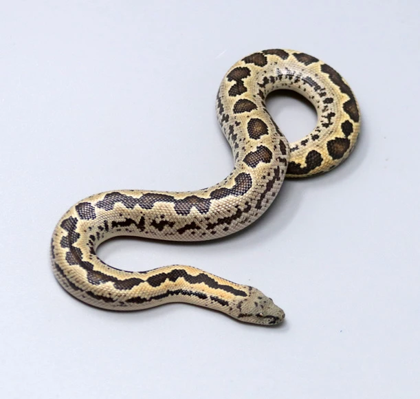 Boas for Sale | Captive Bred Boa Species & Localities