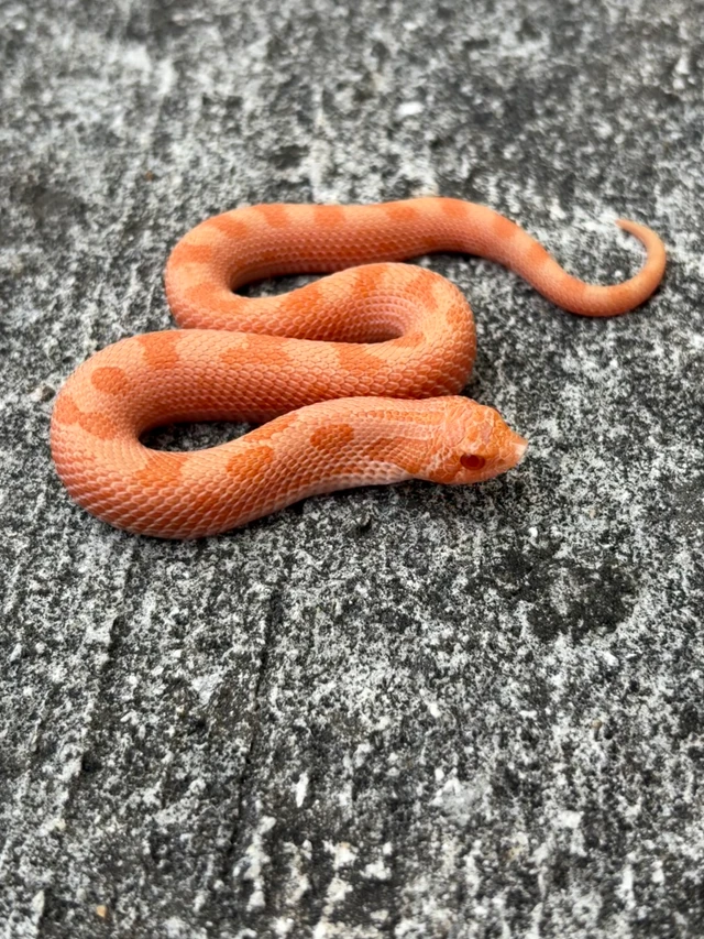 Categories - Page 1 - Snakes at Sunset