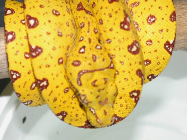 Green Tree Python for sale