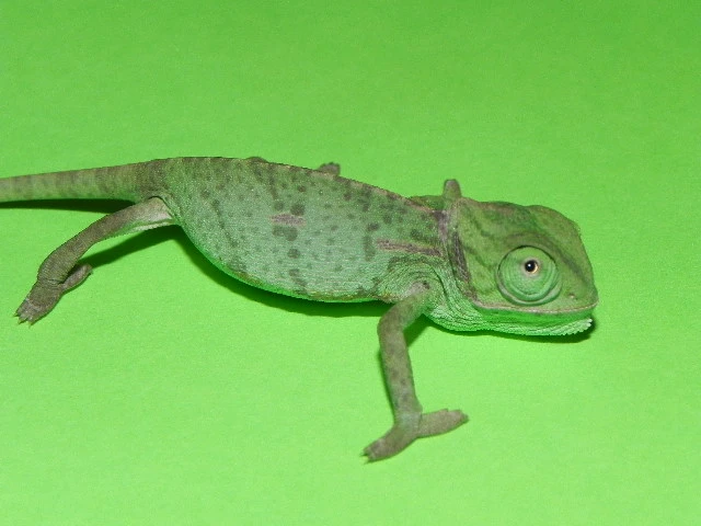 Chameleons For Sale - Veiled, Jacksons, Panther, Carpet and more