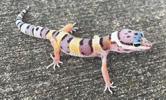 Super Snow Leopard Geckos for sale at Snakes at Sunset