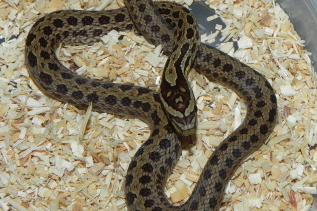 Elephant Trunk Snake for Sale | Snakes at Sunset