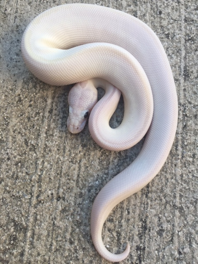 Black Eye Leucistic Ball Python for sale | Snakes at Sunset