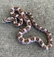 Coral Snow Corn Snakes for sale | Snakes at Sunset