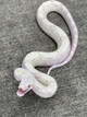 Moonglow Boa Constrictors for sale | Snakes at Sunset