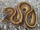 Super Stripe Female Ball Pythons for sale